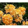 Golden Lights Deciduous Azalea, Yellow Shrub, 4-6' Mature Height ...