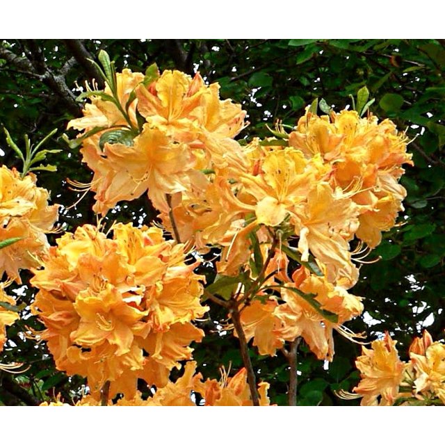 ( 1 ) - Golden Lights Deciduous Azalea - Starter Plant ( 7m ) ( 1 live ...