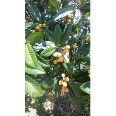4-5 ft Flordahome Pear Tree - Low Chill Hours - Sweet Fruit - Walmart.com