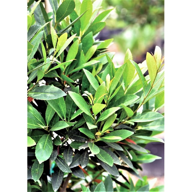 1 Japanese Blueberry, Live Plant (Elaeocarpus Decipiens) – Evergreen ...