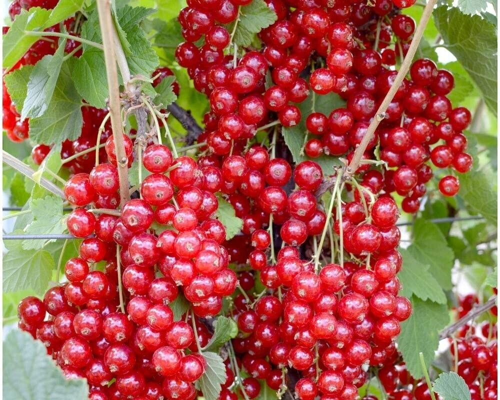 1 Jonkheer Van Tats red currant rooted starter plant zones 3-7 ...