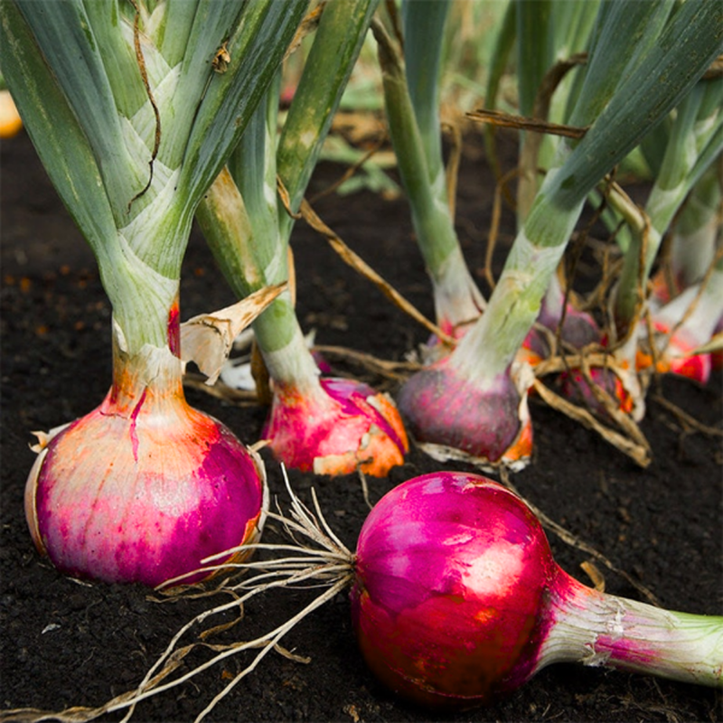 1 LB Shallot Bulbs for Planting, Cold Hardy, Fast Growing and High ...