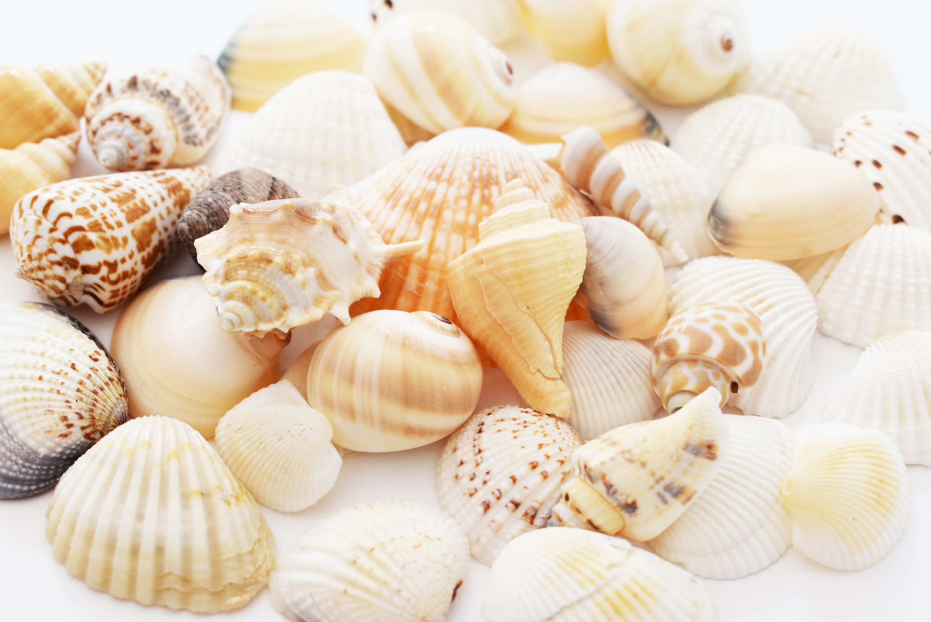 1 Lb (100 Shells) Indian Ocean Shell Mix (1"-2" / 25-50mm) Beach Decor ...