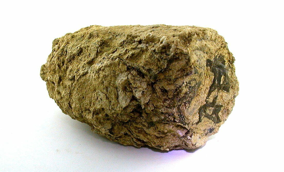 1 Lb 3.6 Oz 5 1/5 Inch Denio Nevada Silica Opal Bentonite Trunk Fossil ...