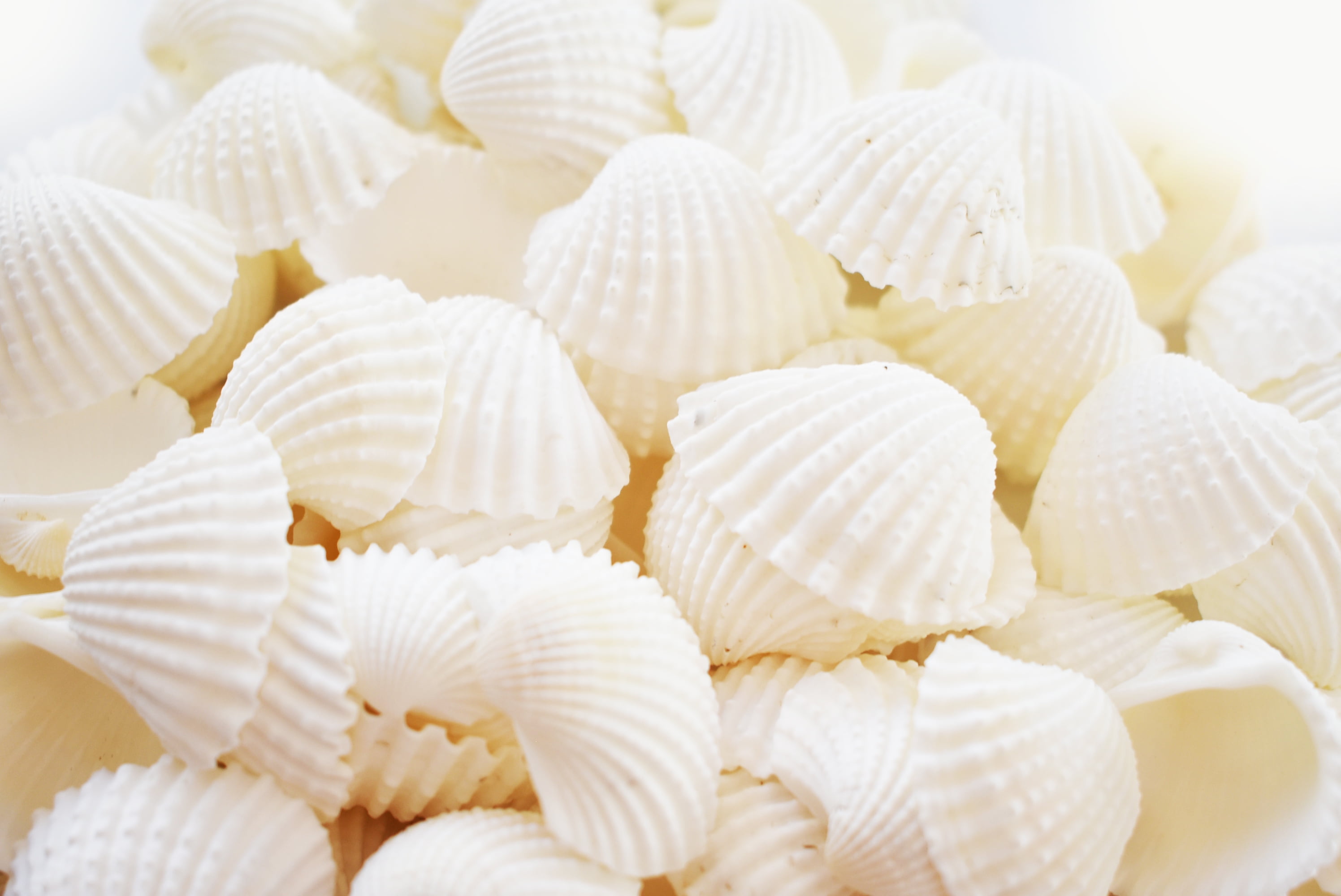 1 Lb (60) Beautiful Small White Ark Shells (1.25-1.5") Beach Wedding ...
