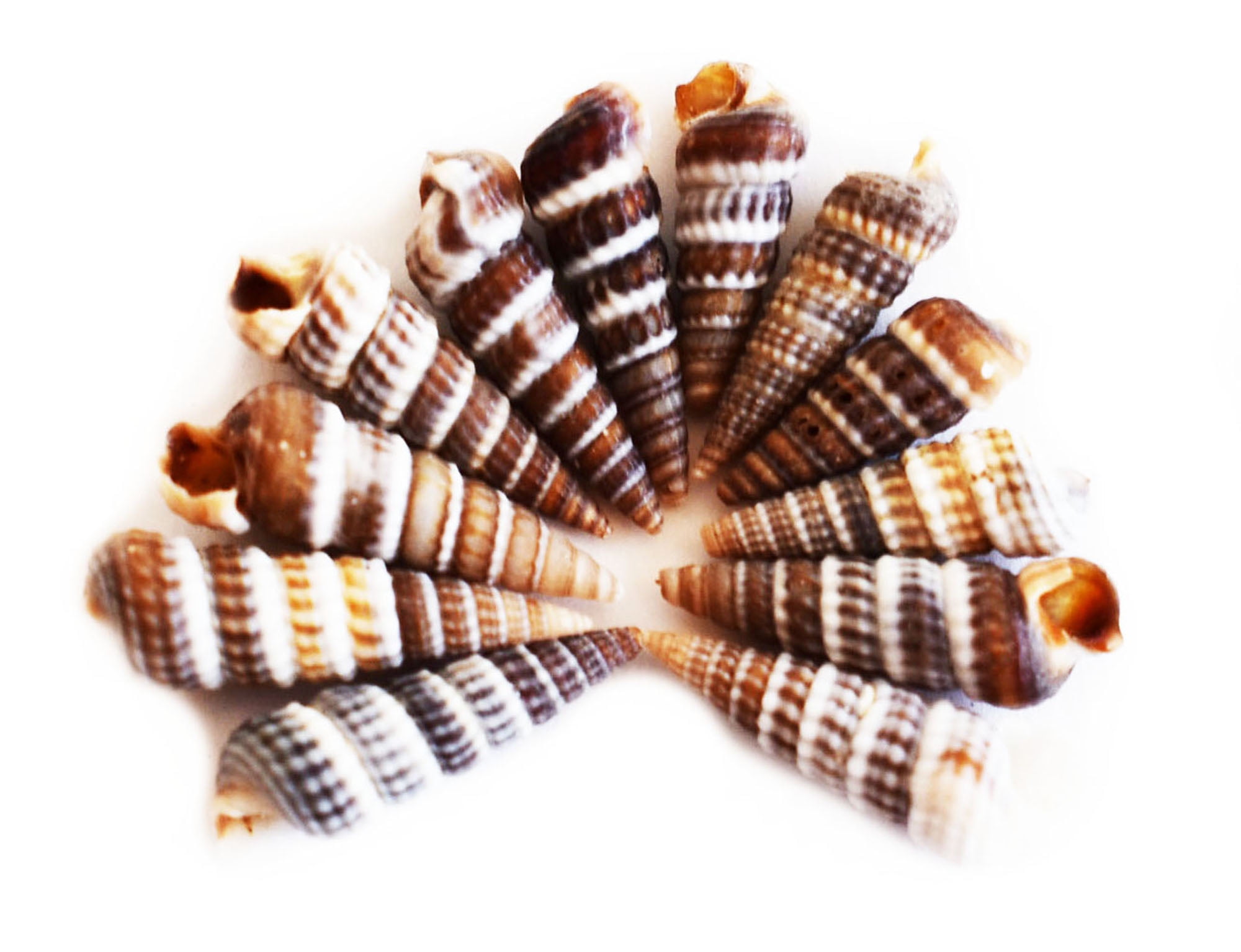 1 Lb (about 4 cups) Tiny "Little Unicorn Horn" Shells (1/2"-3/4") Beach ...