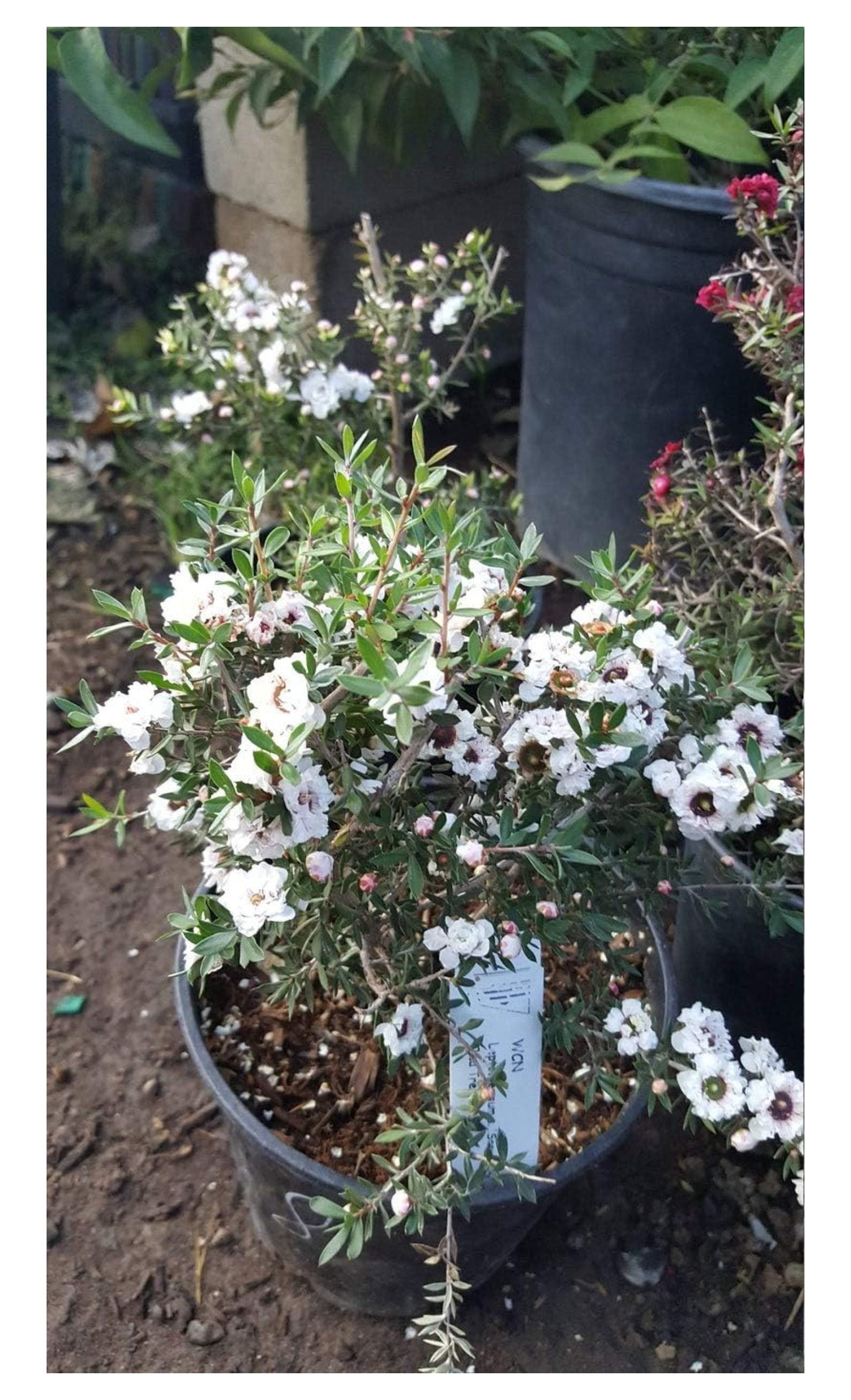 1 Leptospermum scoparium - White Live Plant - Walmart.com