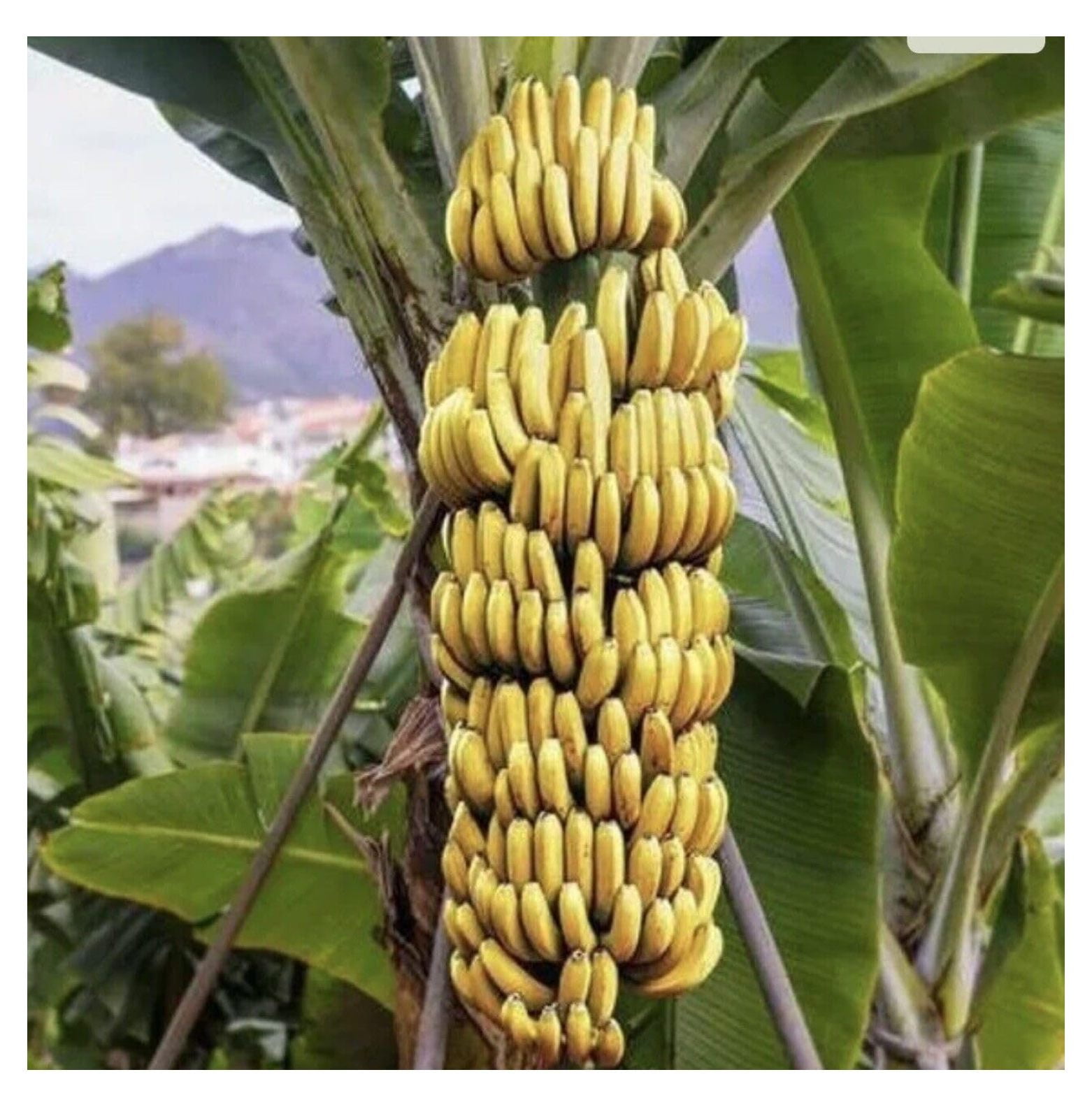 1 Live Musa Dwarf Cavendish Plant | 8-12 inches Banana Tree | Edible ...