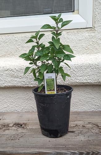 1 Live Pepper piquin Pequin Chile pikin, Chiltepin Plant Capsicum ...