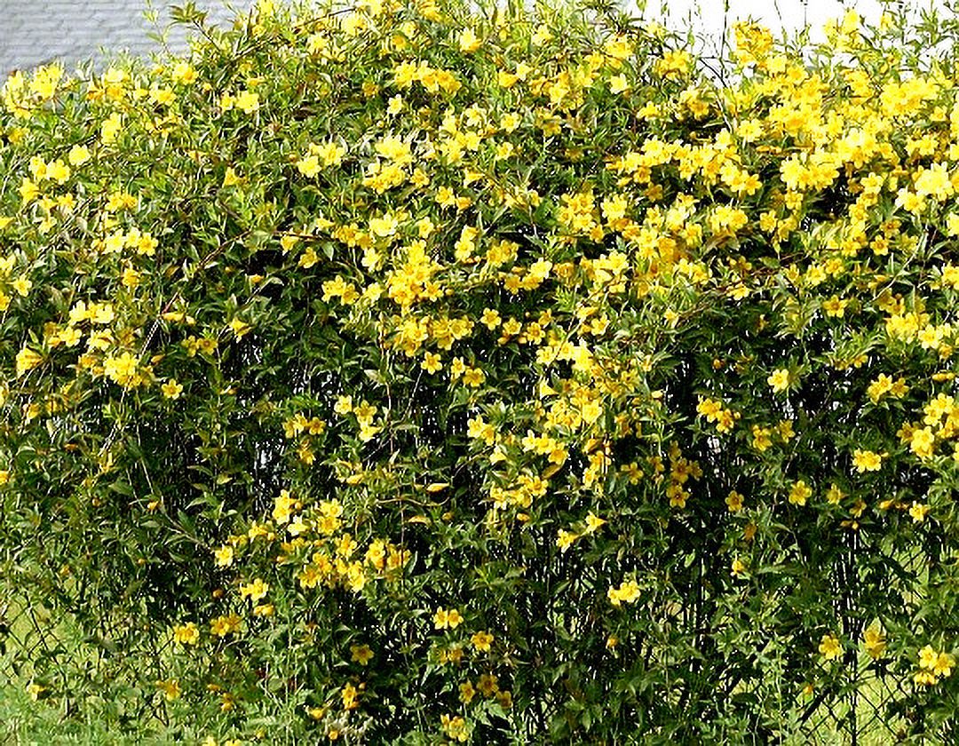 1 MATURE LIVE PLANT YELLOW JASMINE CAROLINA JESSAMINE FLOWERS CLIMBING ...