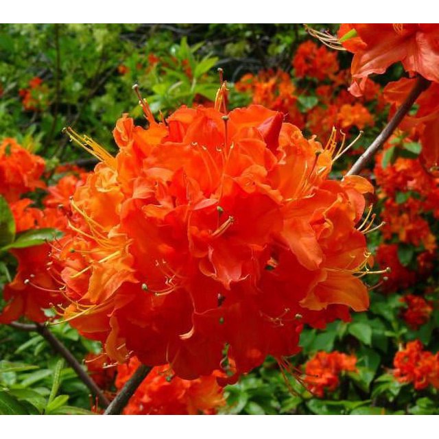 Mandarin Lights Orange Deciduous Azalea - Hardy Starter Plant (1 live ...