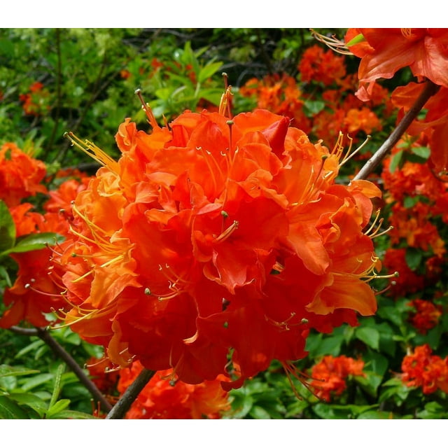 Mandarin Lights Orange Deciduous Azalea - Hardy Starter Plant (1 live ...