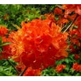 Mandarin Lights Orange Deciduous Azalea - Hardy Starter Plant (1 live ...
