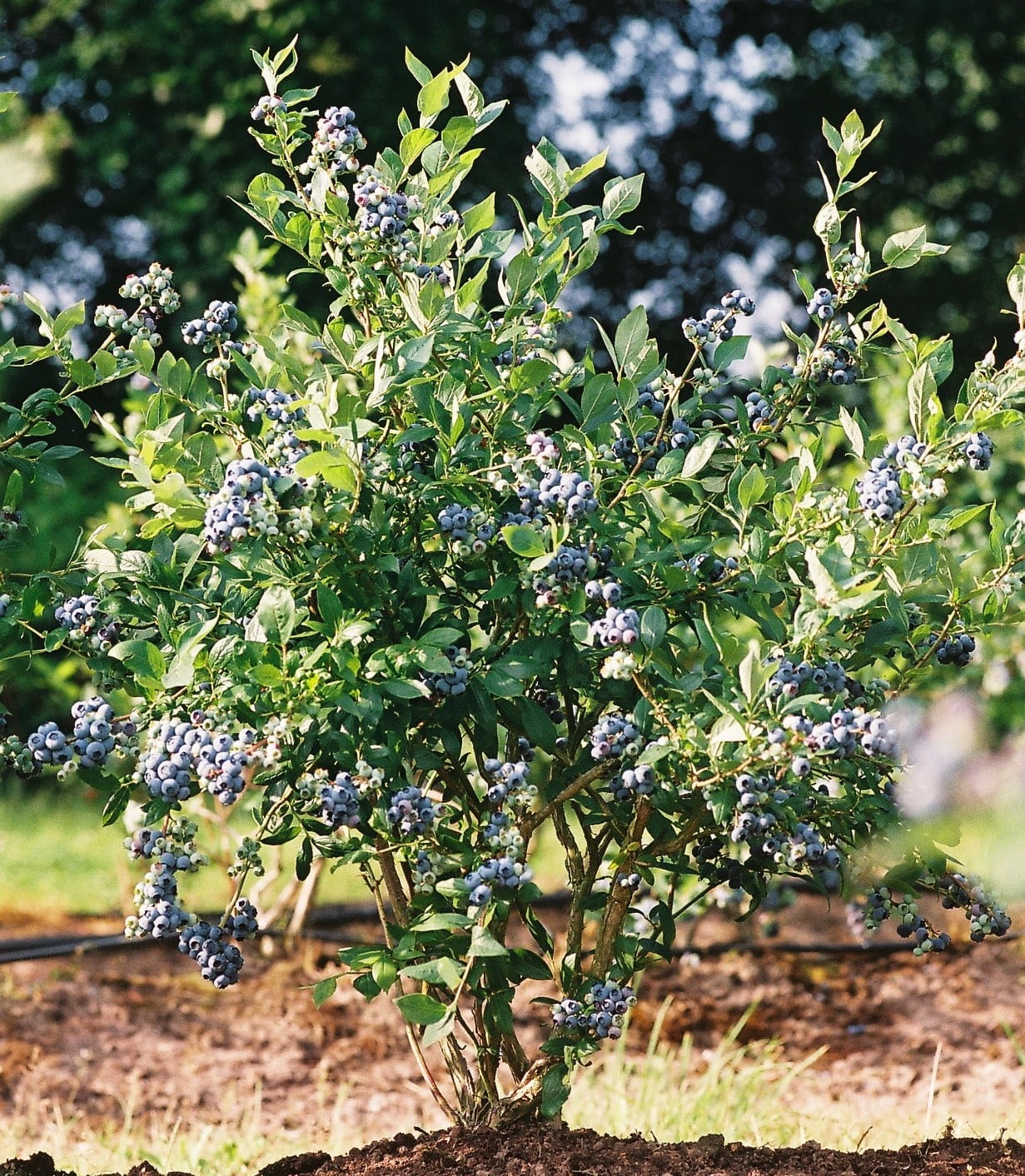 Mini Blues Blueberry Bush, Live Starter Plant, 5-6' Tall, Full Sun ...