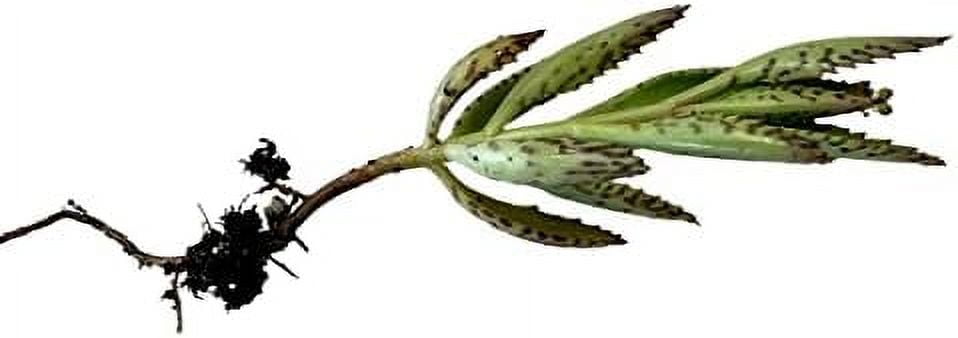 1 Mother of Thousands Kalanchoe Daigremontiana Alligator Plant ...