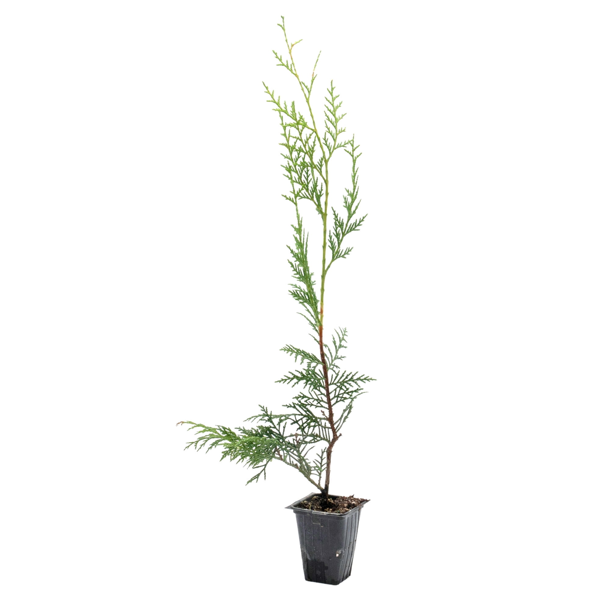 1 Murray Cypress Saplings in 3.5" Nursery Cubes | Cupressocyparis ...