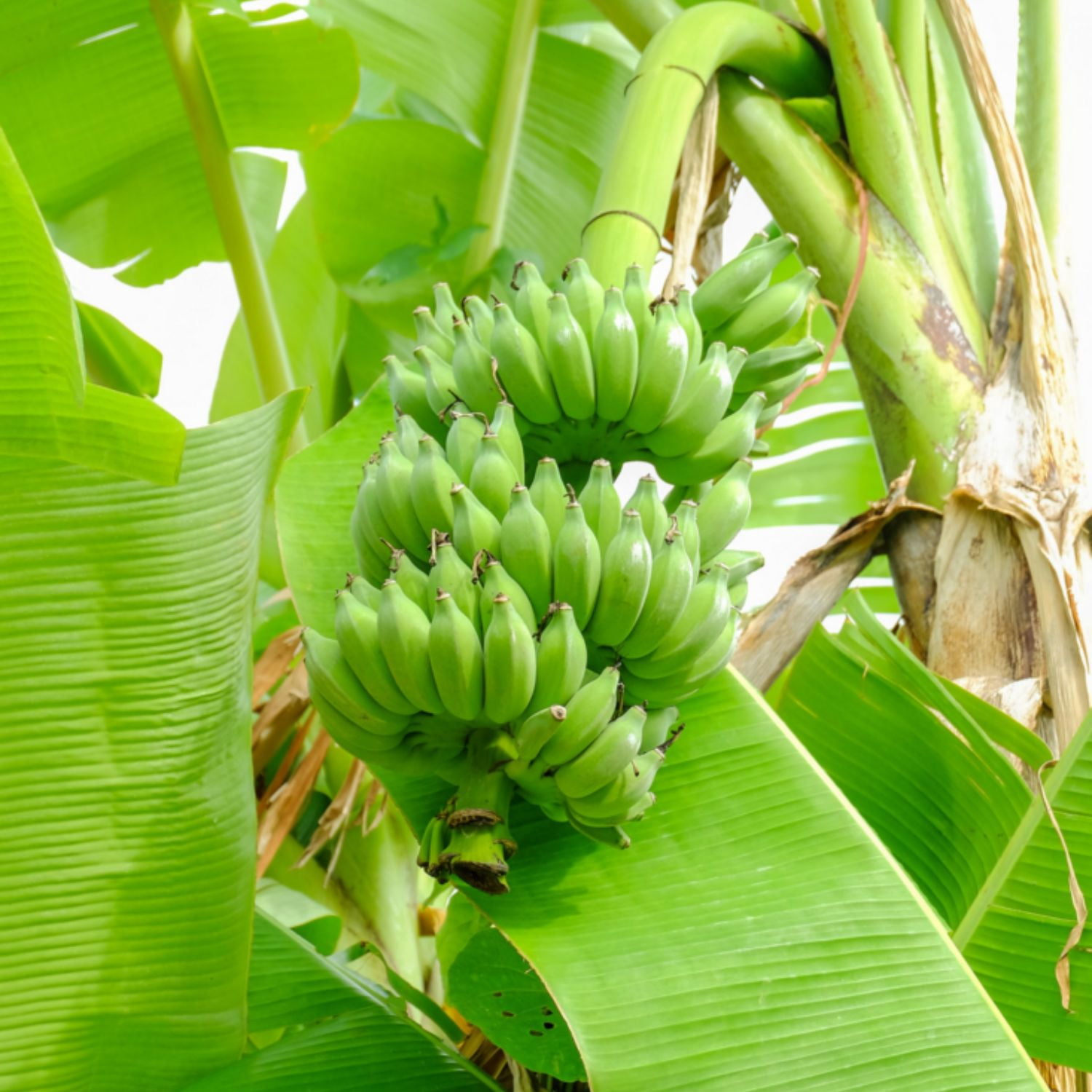 1 Namwah Banana Tree - 4-6 Inches Tall Banana Starter Plant - Cold ...