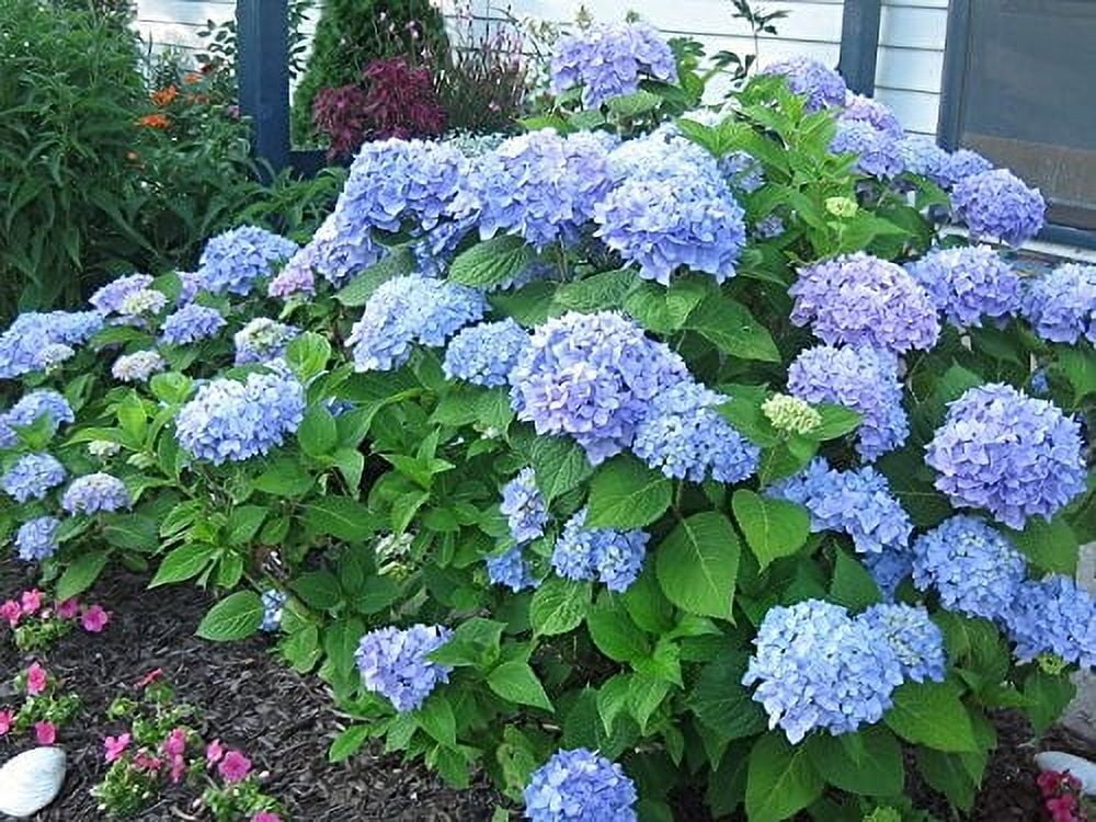 ( 1 ) - Nikko Blue Mophead Hydrangea - Starter Plant ( 8m ) ( 1 live ...