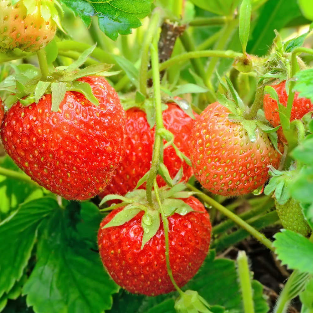 1 Old North Sea Strawberry Plant Live, Sweet Strawberry Plant 4 To 5 ...