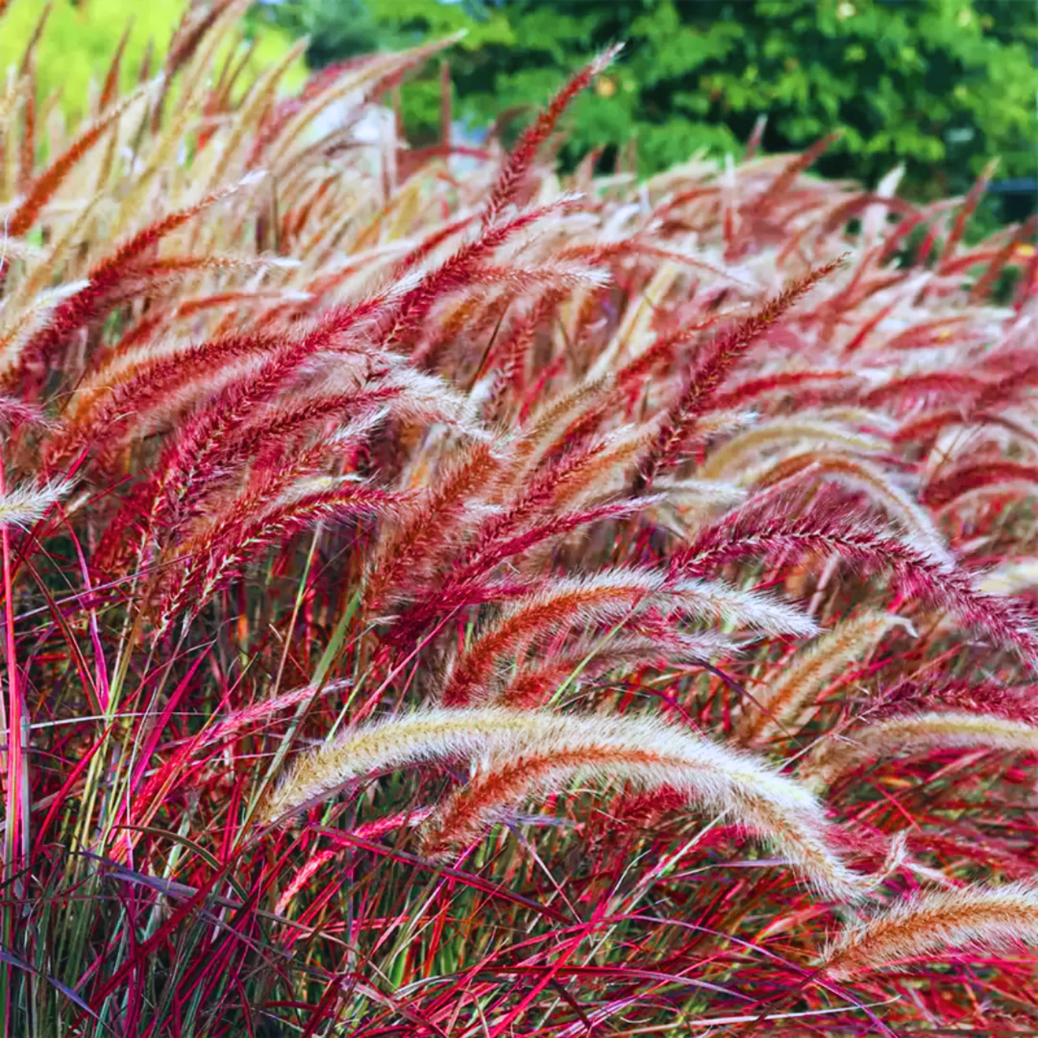 1 Ornamental Grass Plants Live Clumps - 8-12 Inc Tall - Red Purple ...