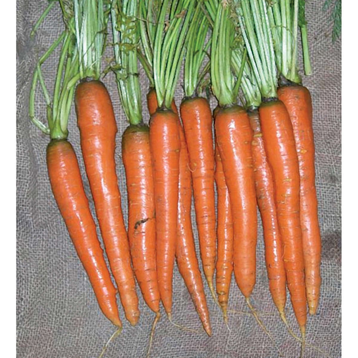 1 Ounce 18,000 Imperator 58 Carrot Seeds for Planting Microgreens ...