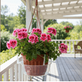 1 Pack of 8-inch Hanging Basket Water Catcher Plastic Hanging Plant ...