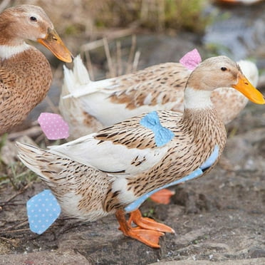 D-GROEE Pet Chicken Diapers Duckling Diapers Goose Clothes Washable and ...