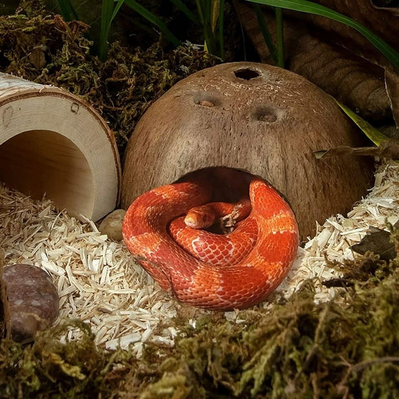 1 Pack Natural Coconut Reptile Hideouts, Lizard, Spider and Aquarium ...