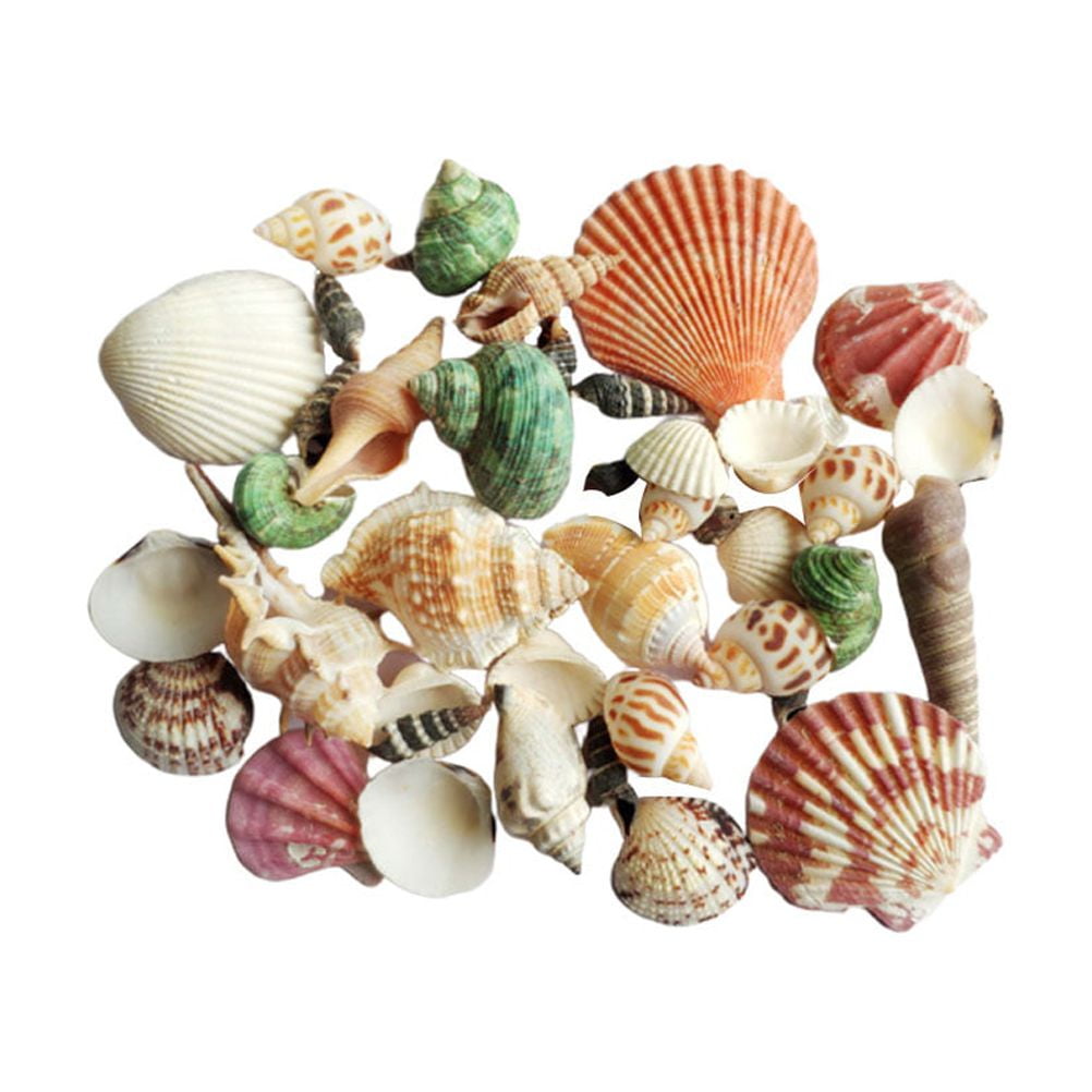 1 Pack of 250g DIY Material Natural Shell Conch Set Fish Tank ...