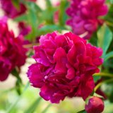 Peony 'Big Ben' Bare Root Plant - Fragrant Maroon-Red Flowers for ...