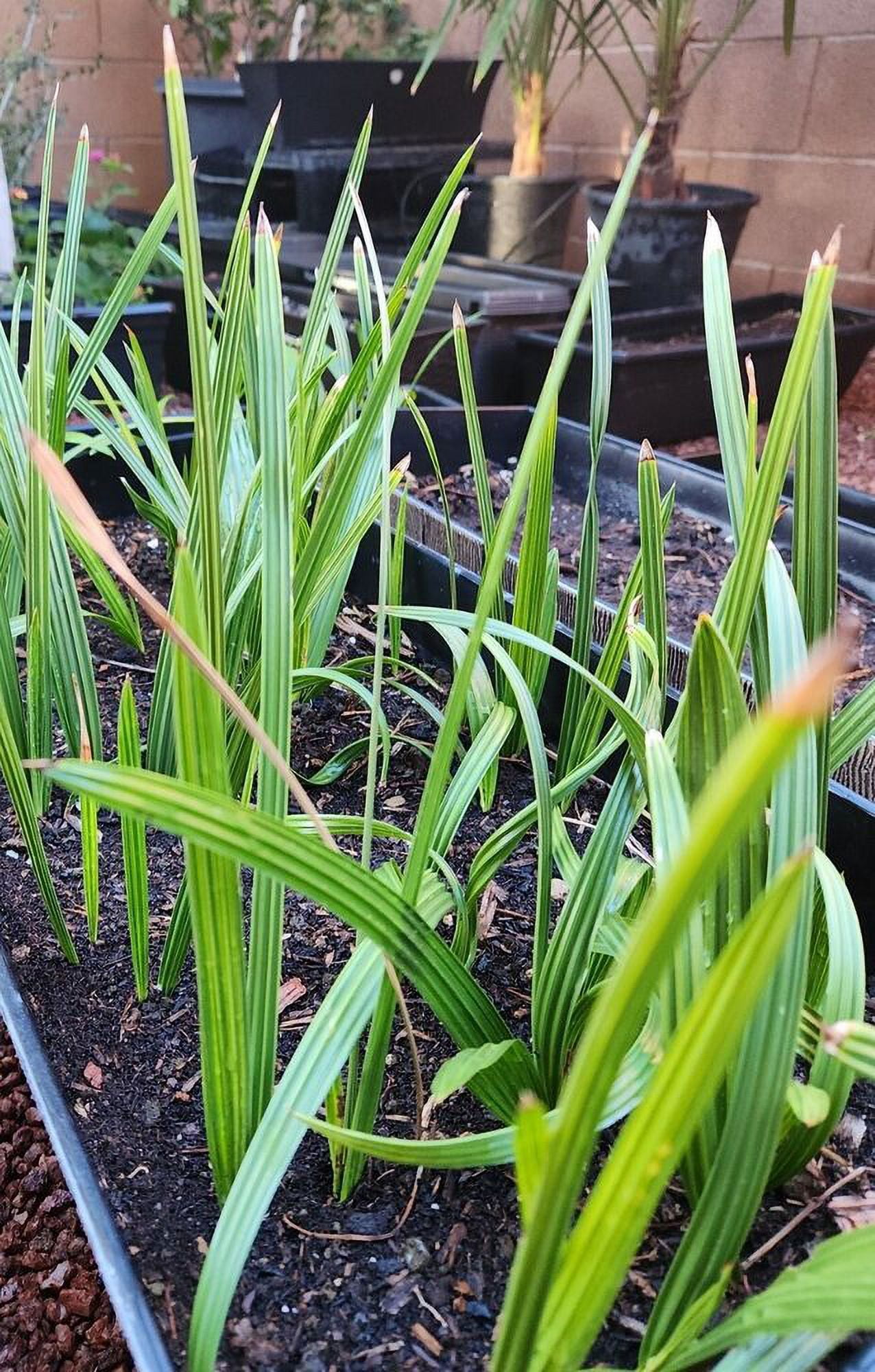 1 Phoenix Sylvestris, Silver Date Palm Live Plant, 1.5 Year Sapling ...