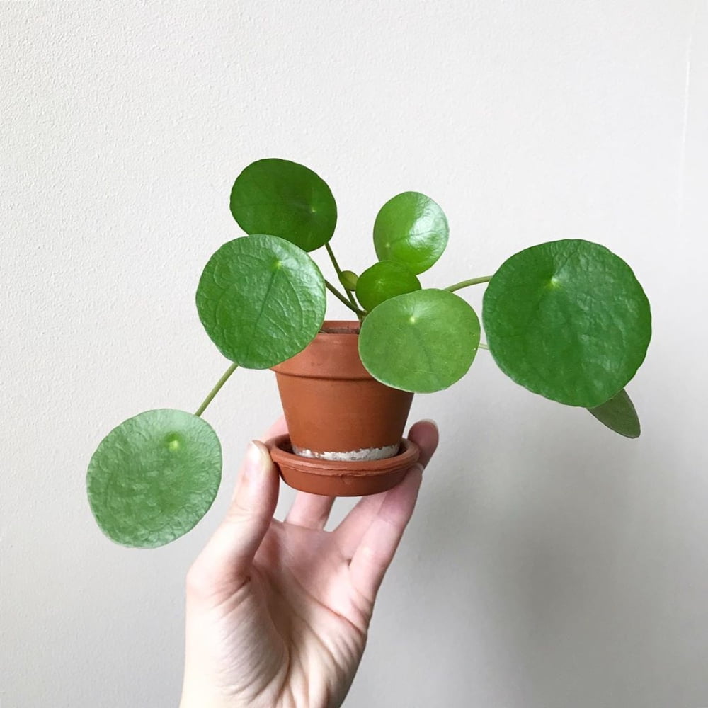 1 Pilea Peperomiodes Plant Live, Money Tree 4-8 Inch, Ideal for Indoor ...