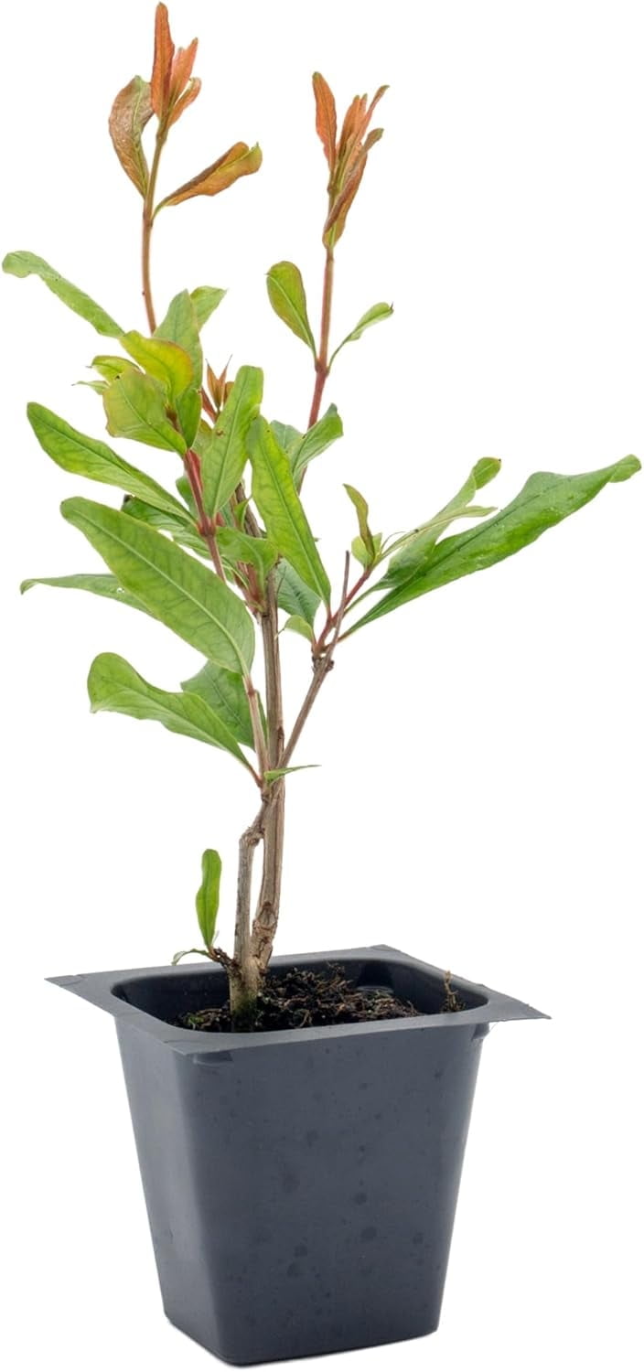 1 Pomegranate Wonderful Tree | Live Sapling in a 2.5-inch Nursery Cube ...