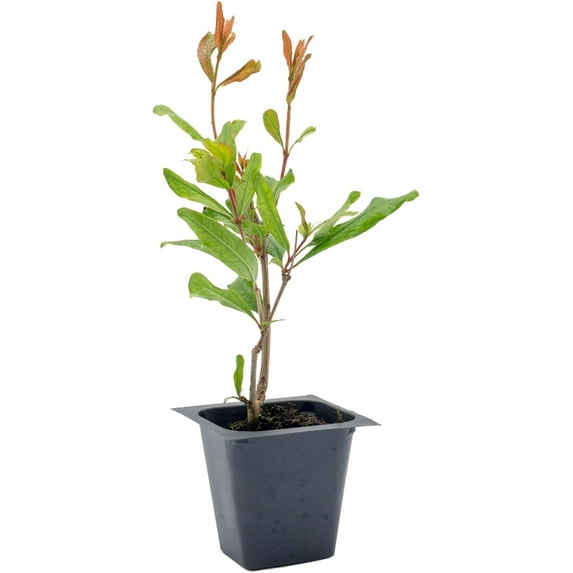 1 Pomegranate Wonderful Tree | Live Sapling in a 2.5-inch Nursery Cube ...