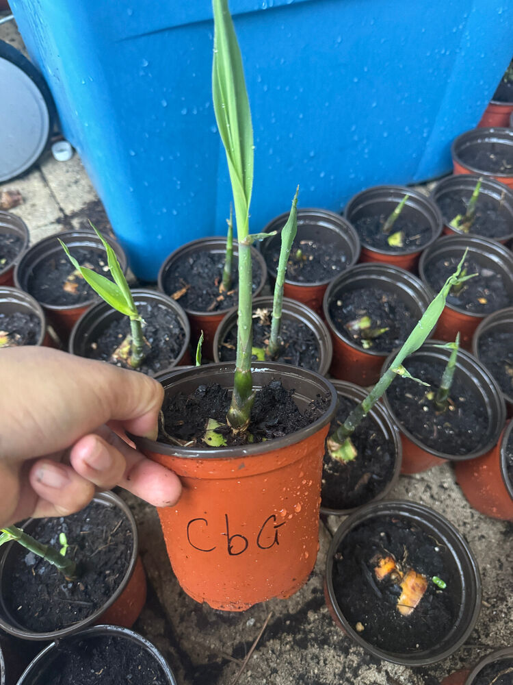 1 Pot Hawaiian UAHIAPELE Sugar Cane /sugarcane / Rooted Plants Chewing ...