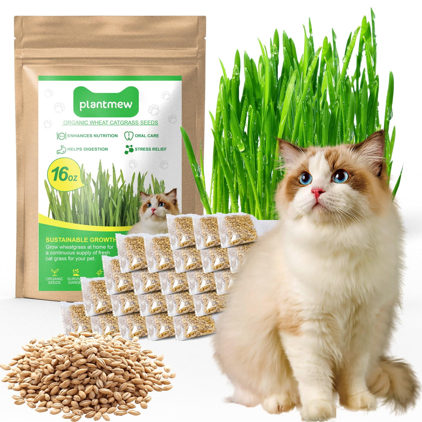 1 Pound Non-GMO Organic Wheat Cat MVR1 Grass Seeds - Individual Packets for Easy Planting and ...