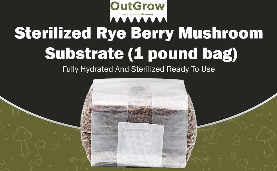 Sterilized Organic Rye Berry Mushroom Substrate, 1lb Bag with Self ...