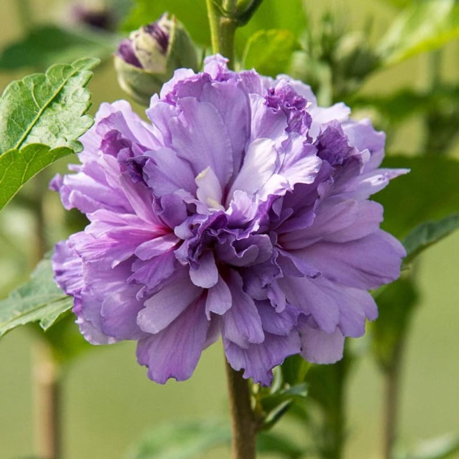 1 Purple Rose of Sharon Plants Live for Planting, Althea Hibiscus ...