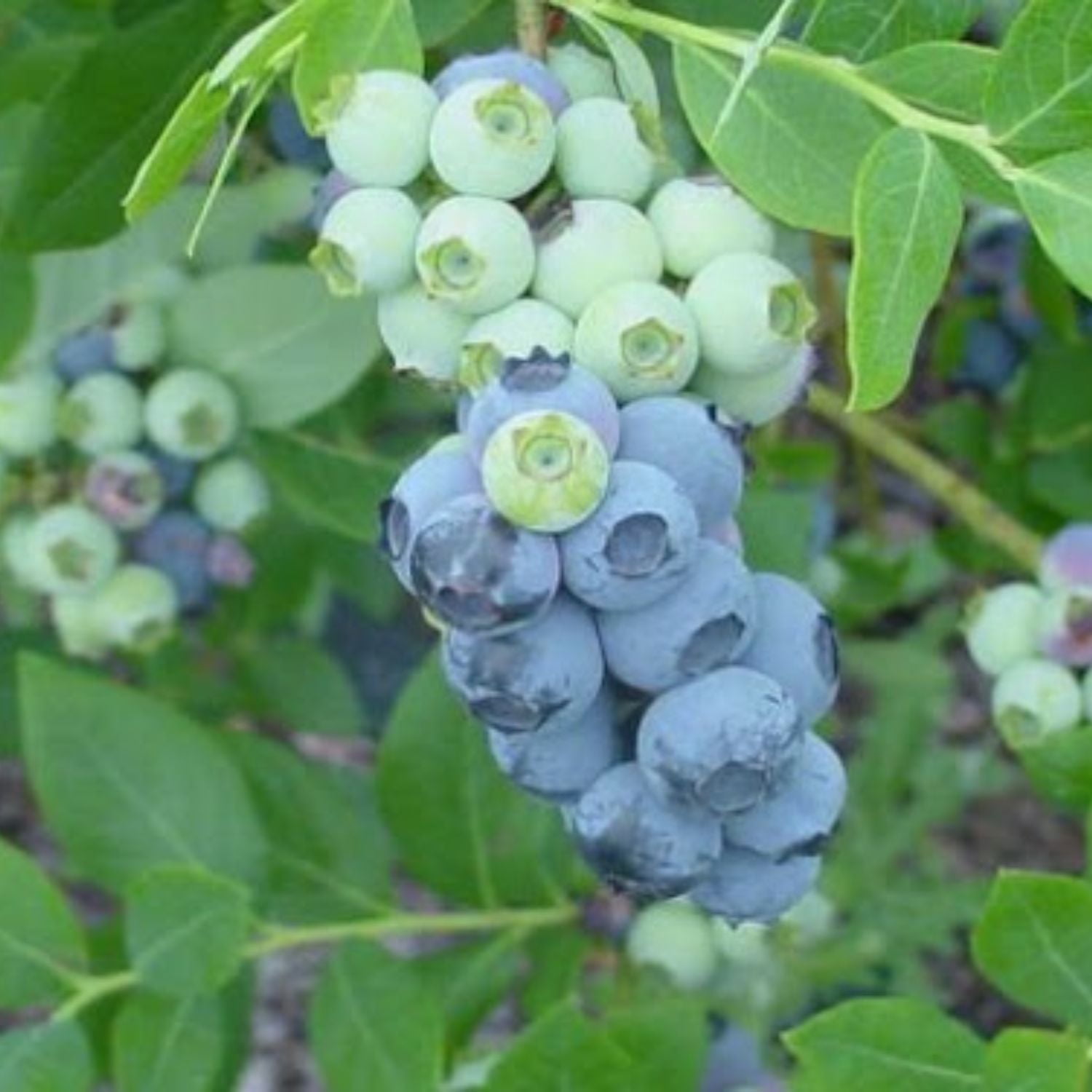 1 Rebel Blueberry Bush - Southern Highbush Blue Berry Live Plant - 4-6 ...