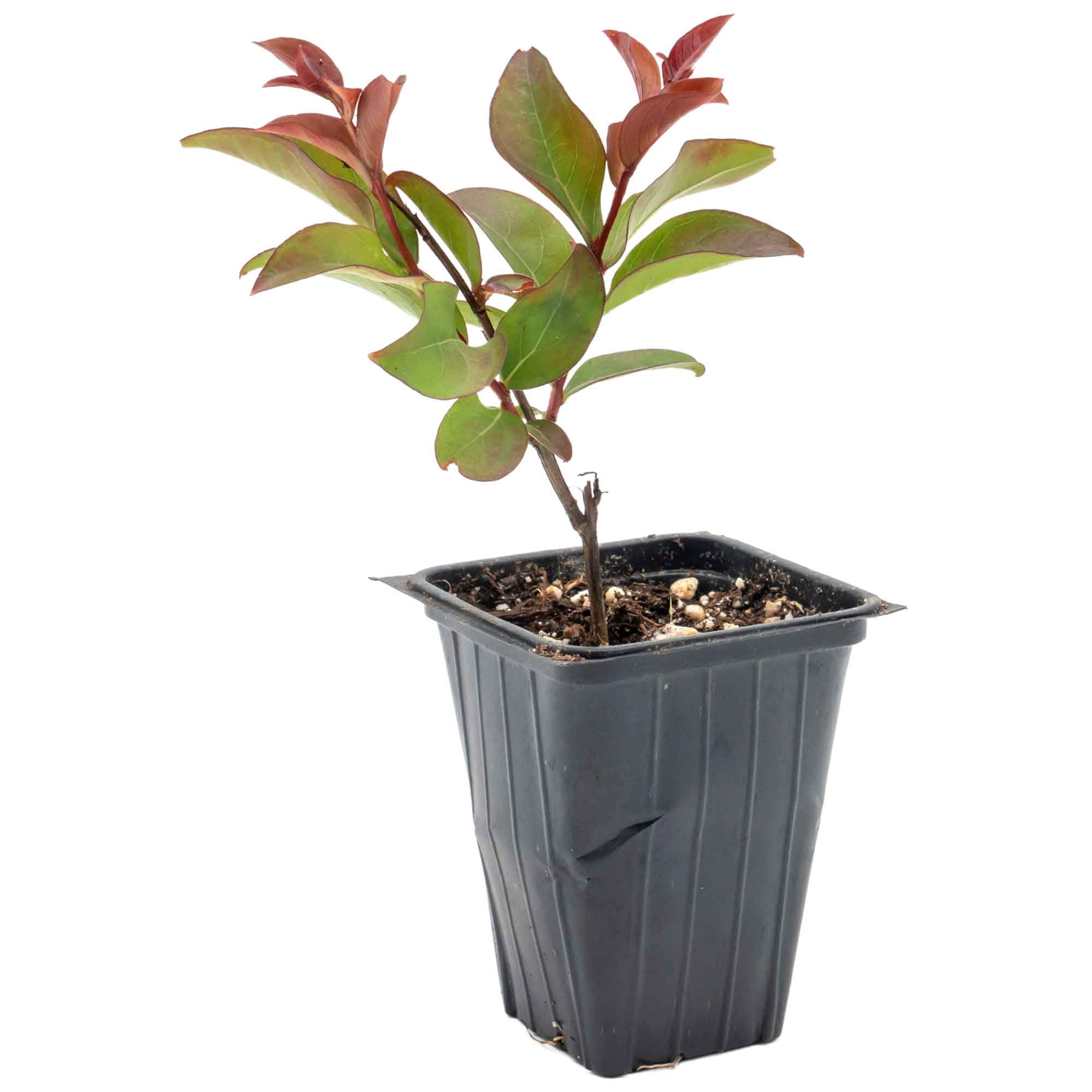 1 Red Rocket Crape Myrtle Trees – Fast-Growing Cherry-Red Flowering ...