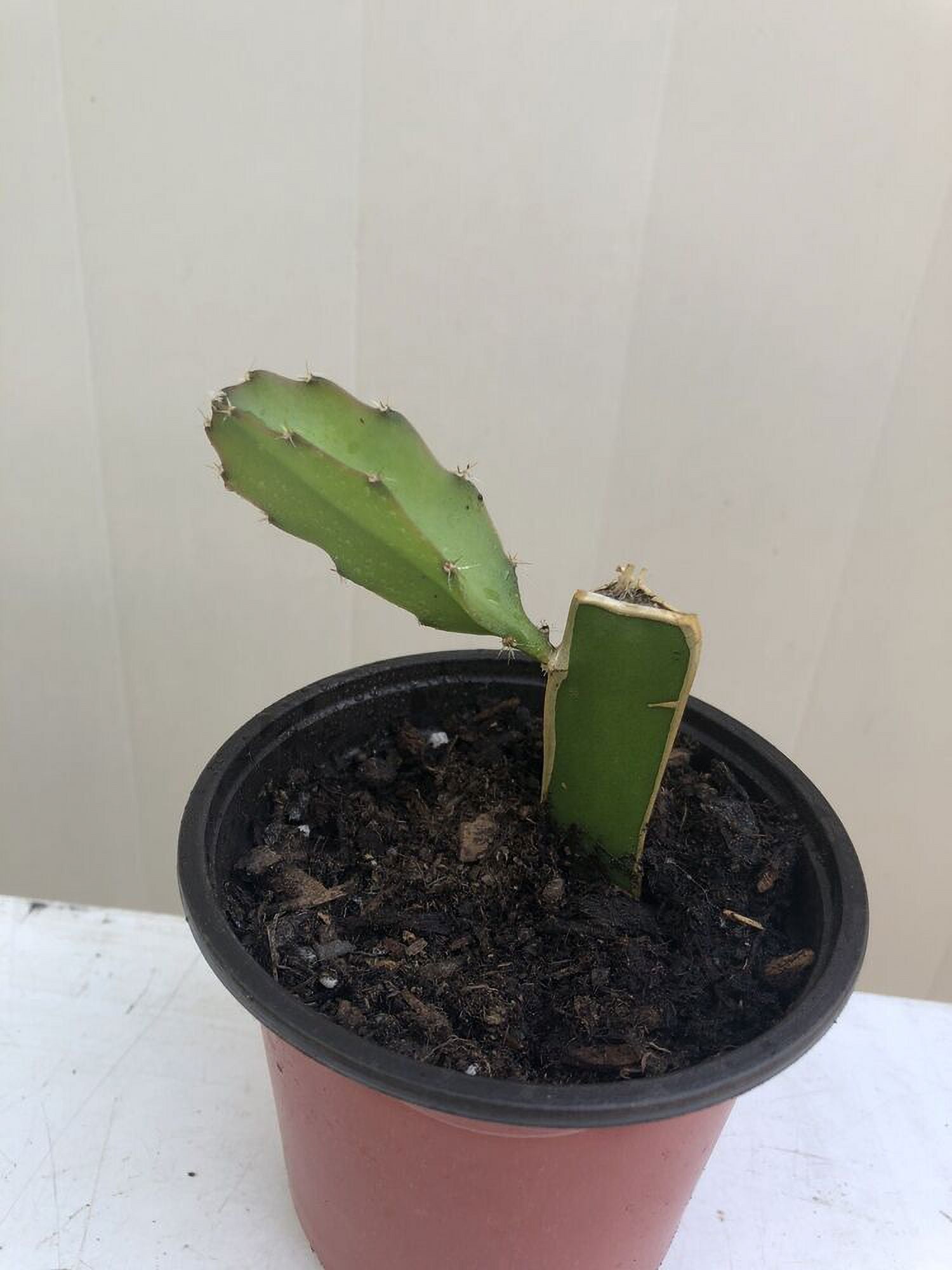 1 Rooted White Dragon Fruit Sprouted Pitaya Cactus Cutting 6” With Pot - Walmart.com