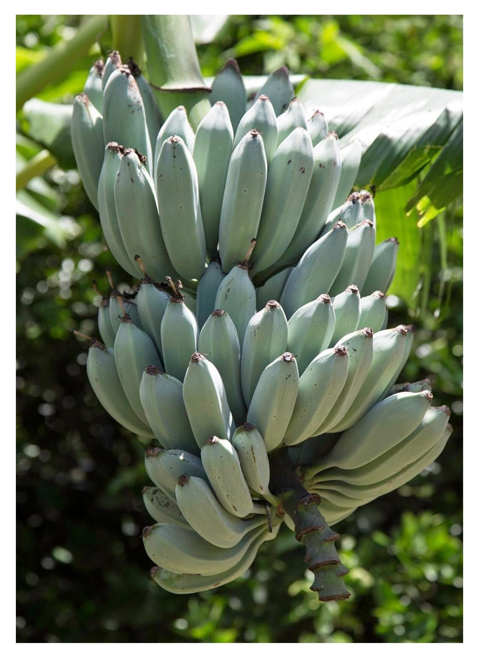 1 STARTER PLANT of Musa Ice "Blue Java" Cream Banana tree - Walmart.com