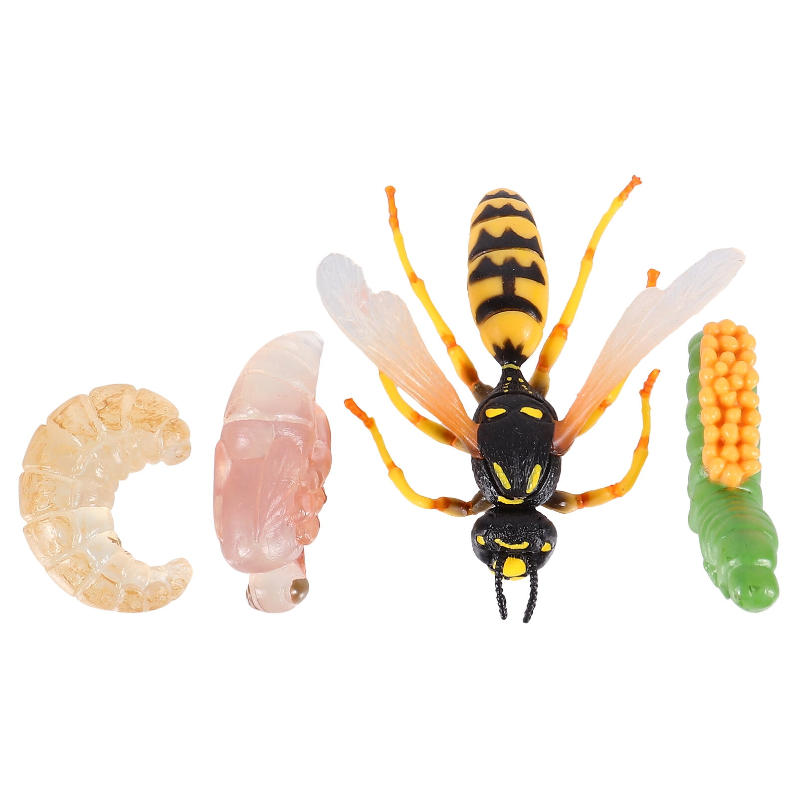 1 Set/4pcs Realistic Insect Growth Model Wasp Display Ornament Kids ...
