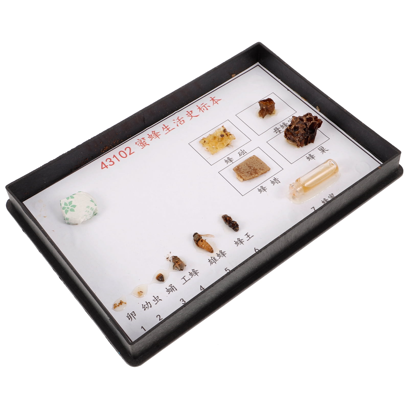1 Set Bee Lifecycle Specimen Display Bee Lifecycle Specimen Teaching ...