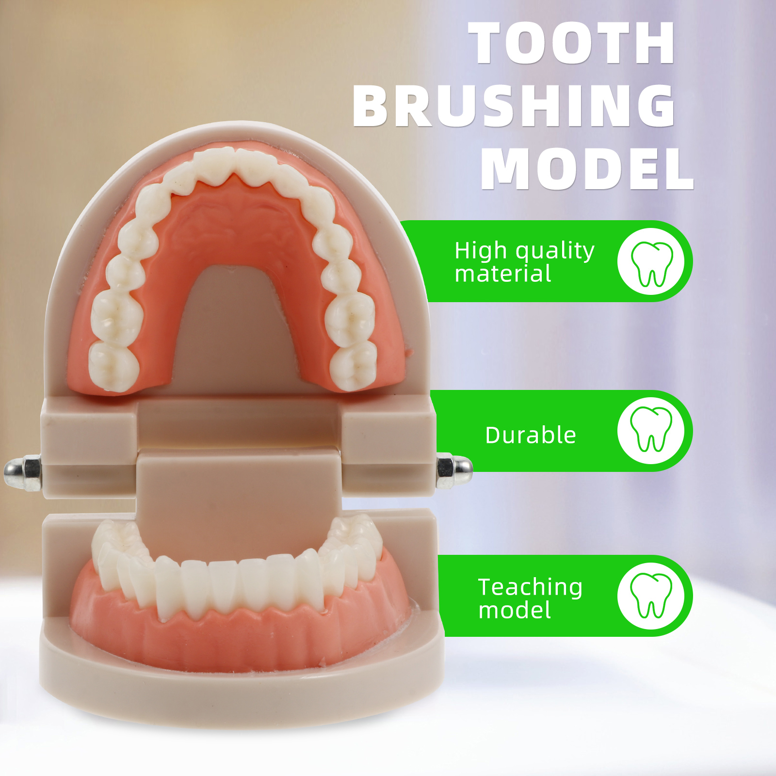 1 Set Child Teeth Model Teaching Study Oral Education Tooth Model ...