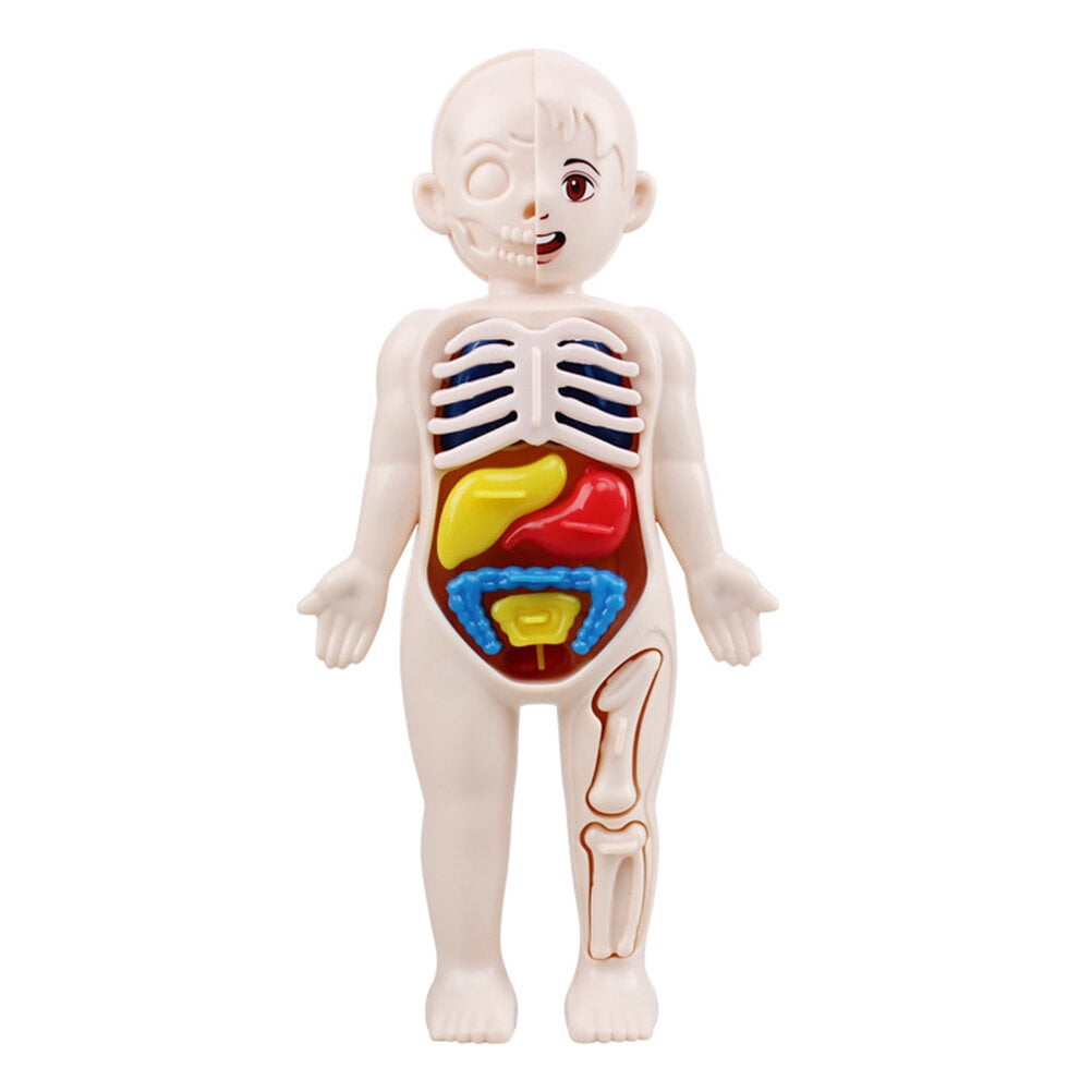 1 Set Human Torso Model Human Body Organs Model Assembly Toy Anatomy ...