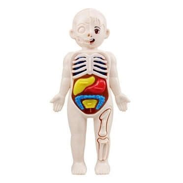 MLINS 1 Set Human Torso Model with Body Organs Anatomy Toy for Assembly ...