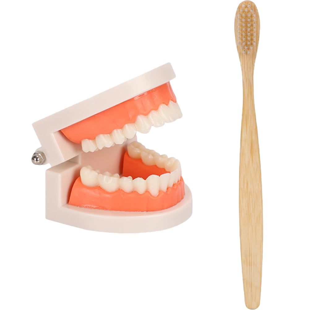 1 Set Kids Educational Denture Model Fake Teeth Model Dental Teeth ...