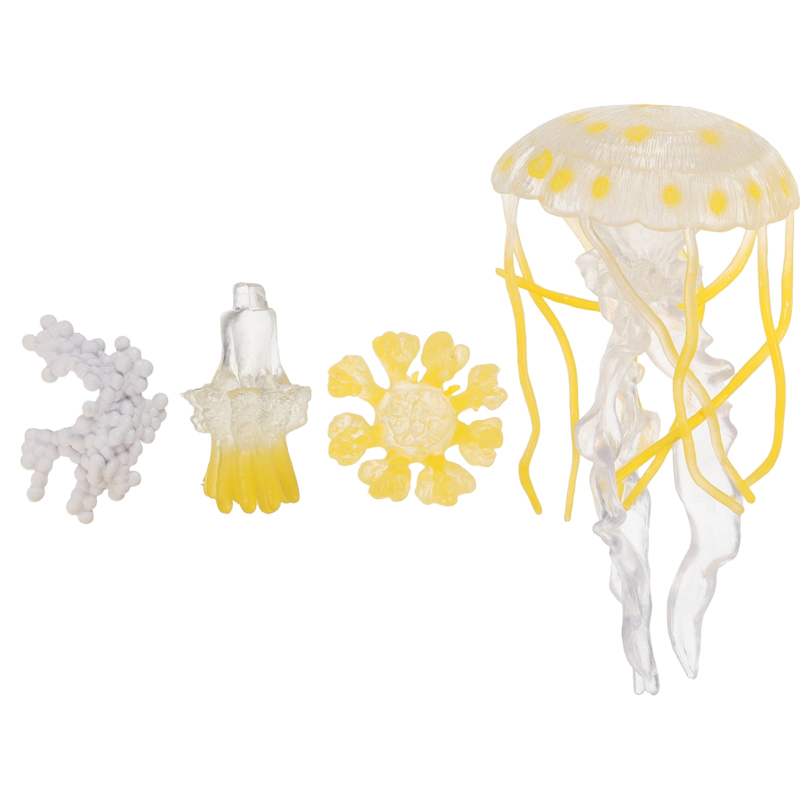 1 Set Life Cycle Toy for Kids Growing Animals Figures for Kids Plastic ...