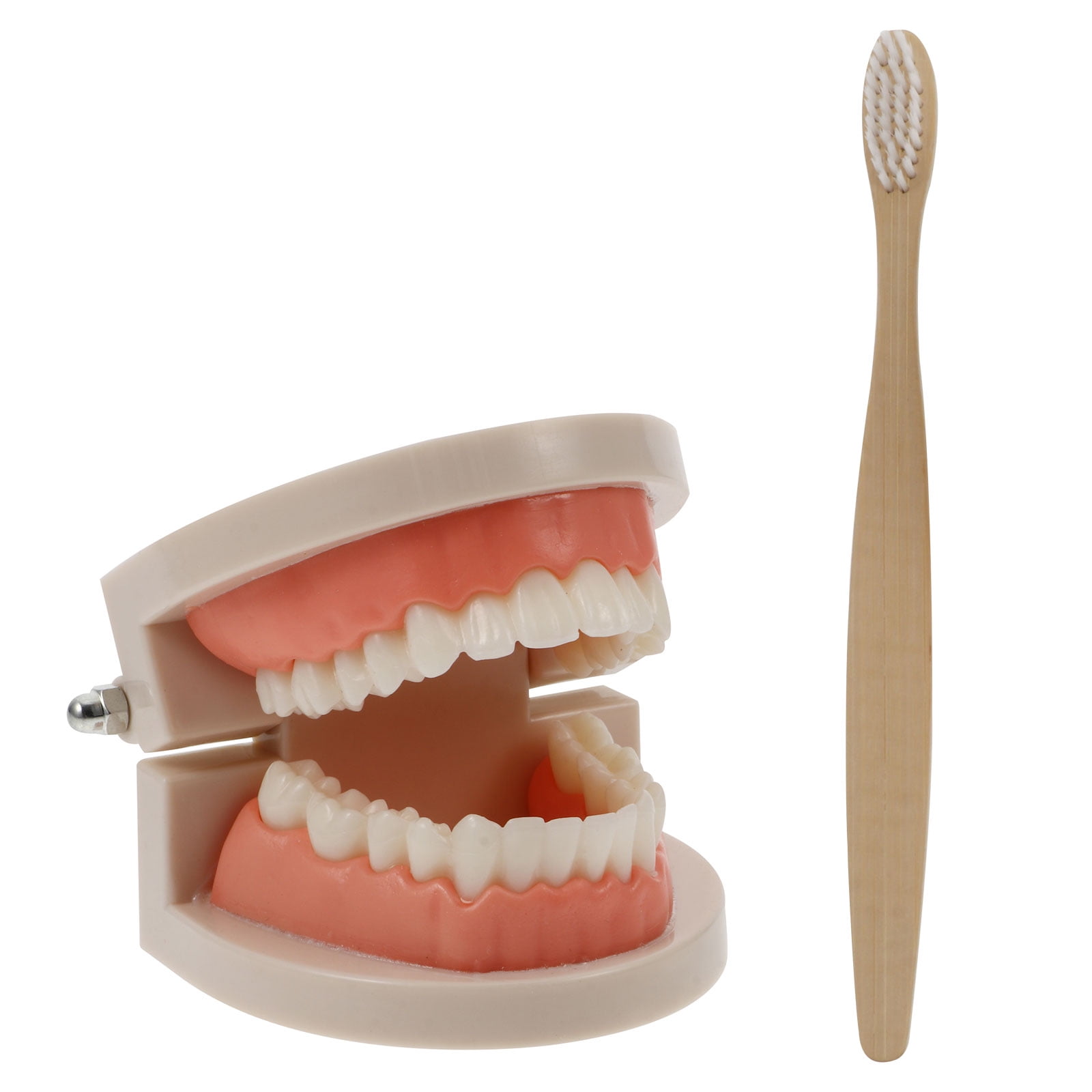 1 Set Standard Teeth Model Tooth Brushing Teaching Model Set Random ...